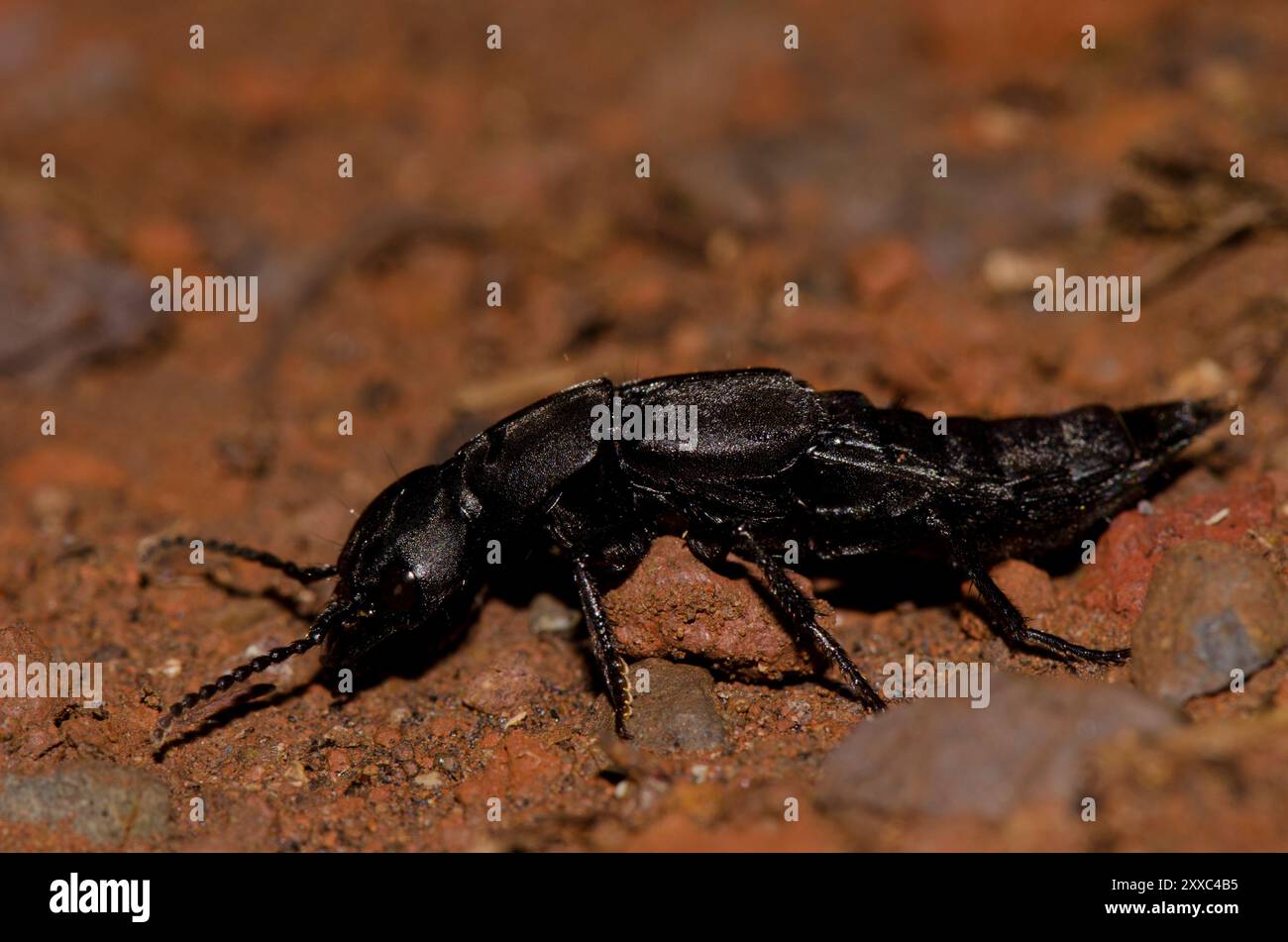 Devil's coach-horse beetle Ocypus olens. Garajonay National Park. La ...