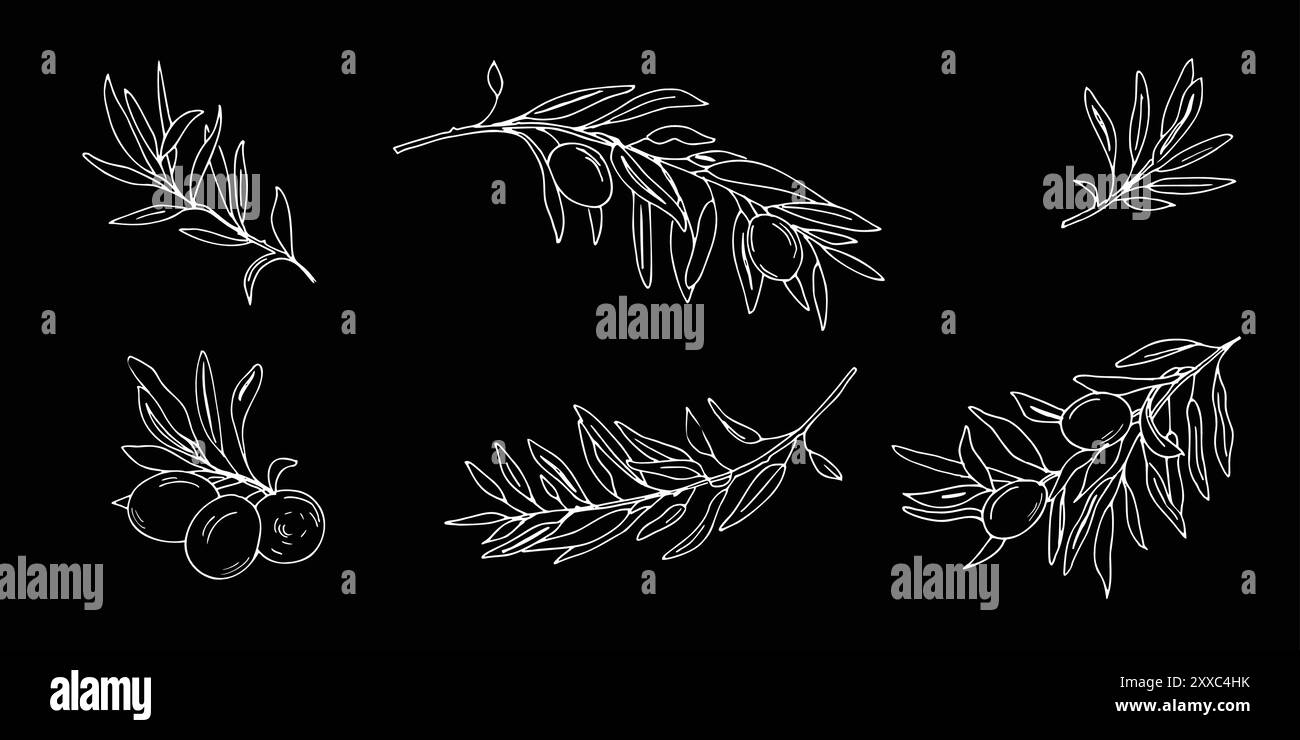 Olive branches set. White outline isolated on black background. Hand ...