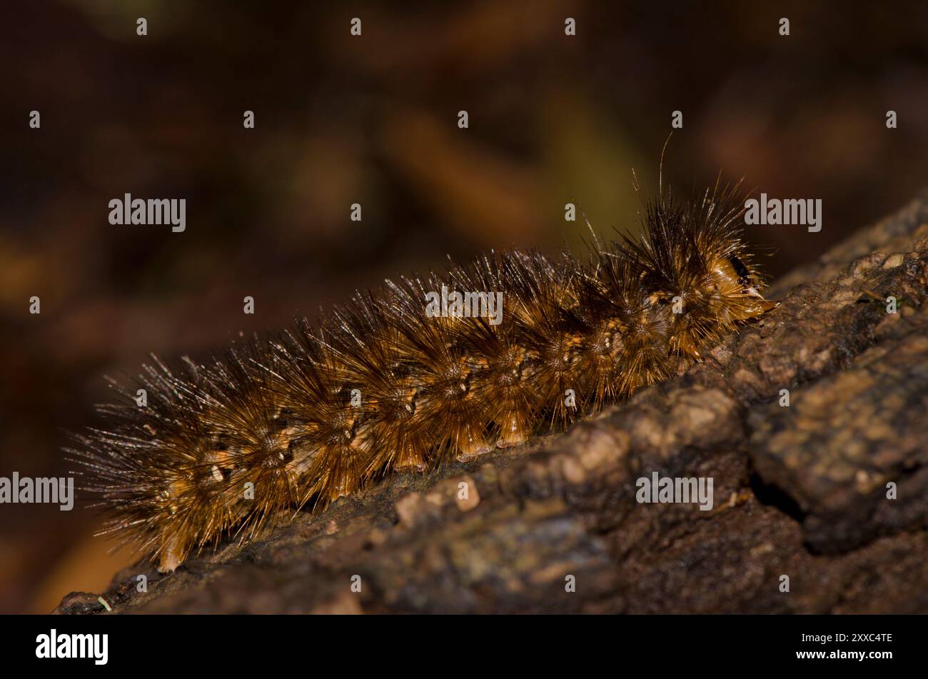 Caterpillar of the moth Canararctia rufescens gomerensis. Garajonay ...