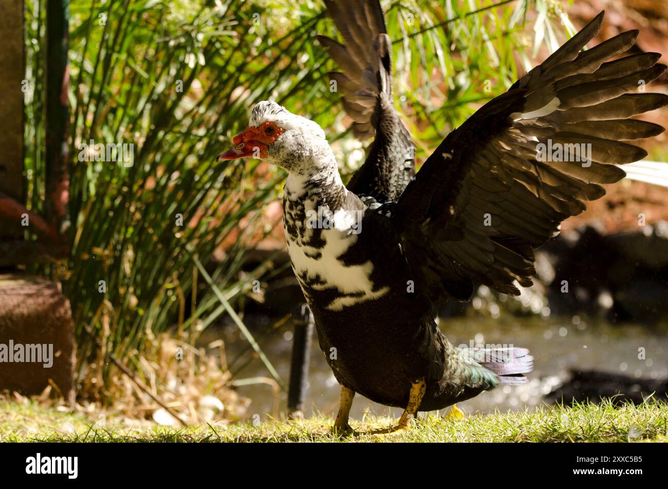 Domestic Muscovy drake Cairina moschata domestica flapping its wings ...