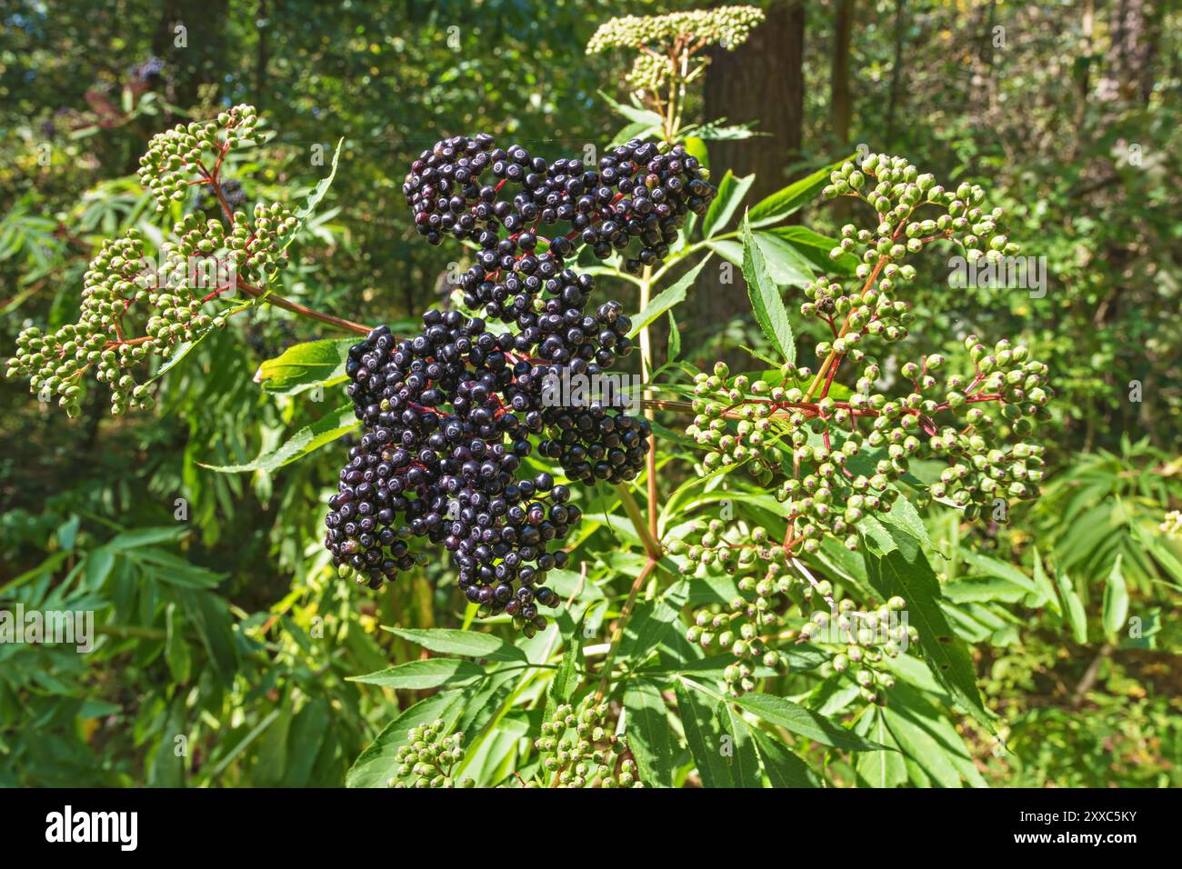 Black forest berry elderberry branch hi-res stock photography and ...