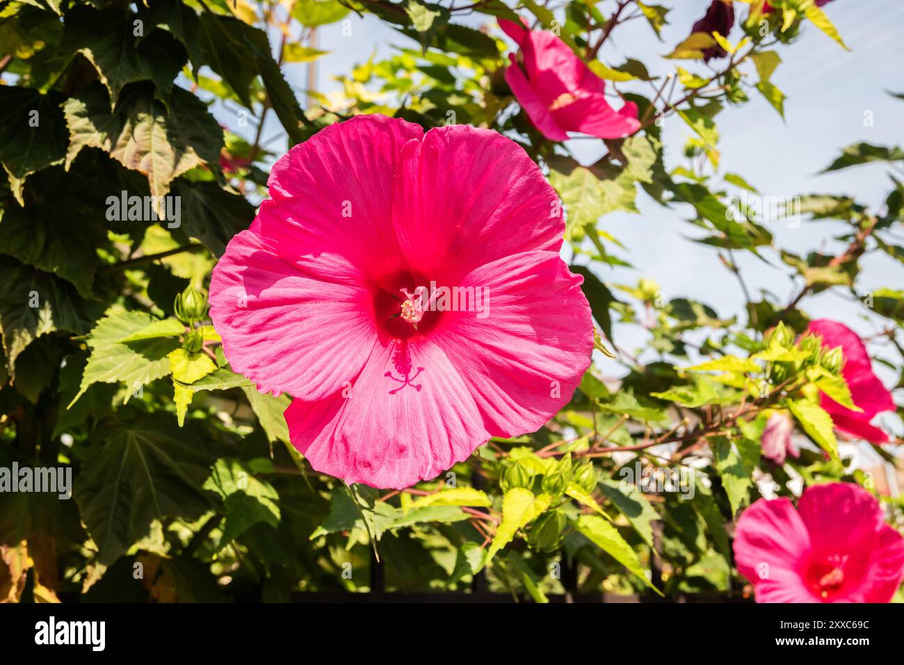 Hibiscus moscheutos, swamp rose-mallow, purple flower closeup as flower ...