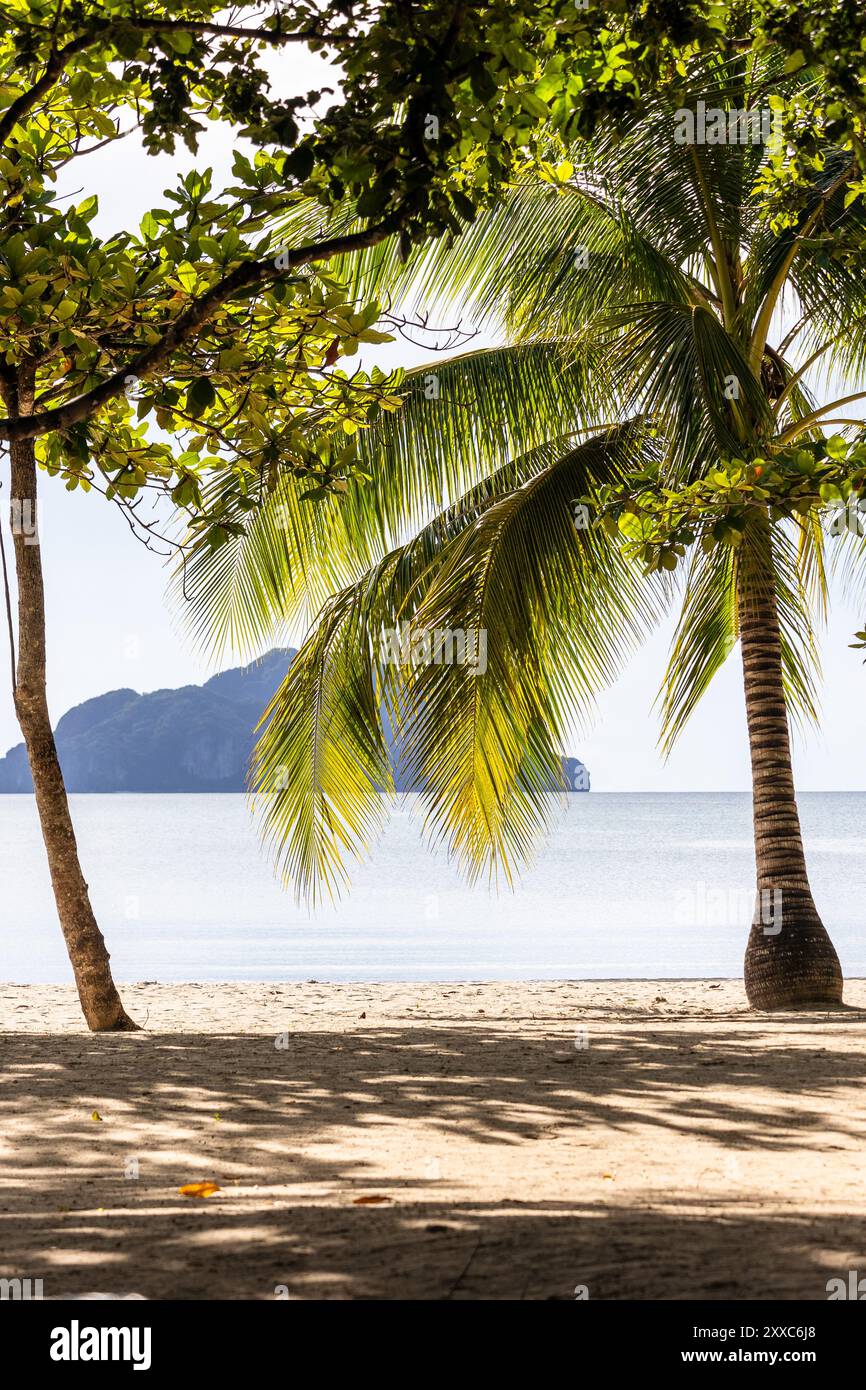 Coconut trees in front of the ocean at Lio Beach, Philippines Stock ...