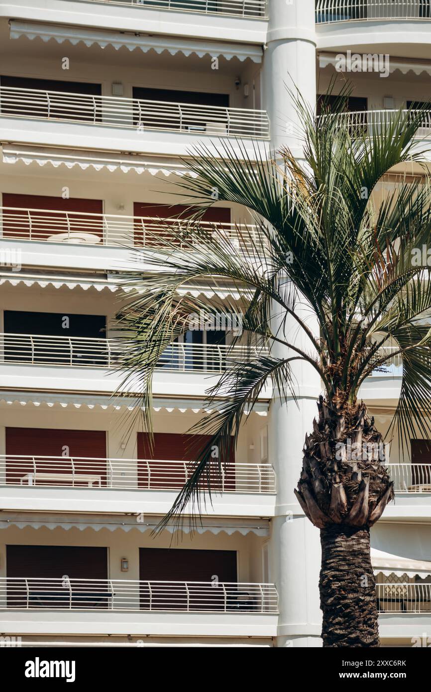 Typical facade of a building in Cannes next to a palm tree Stock Photo ...