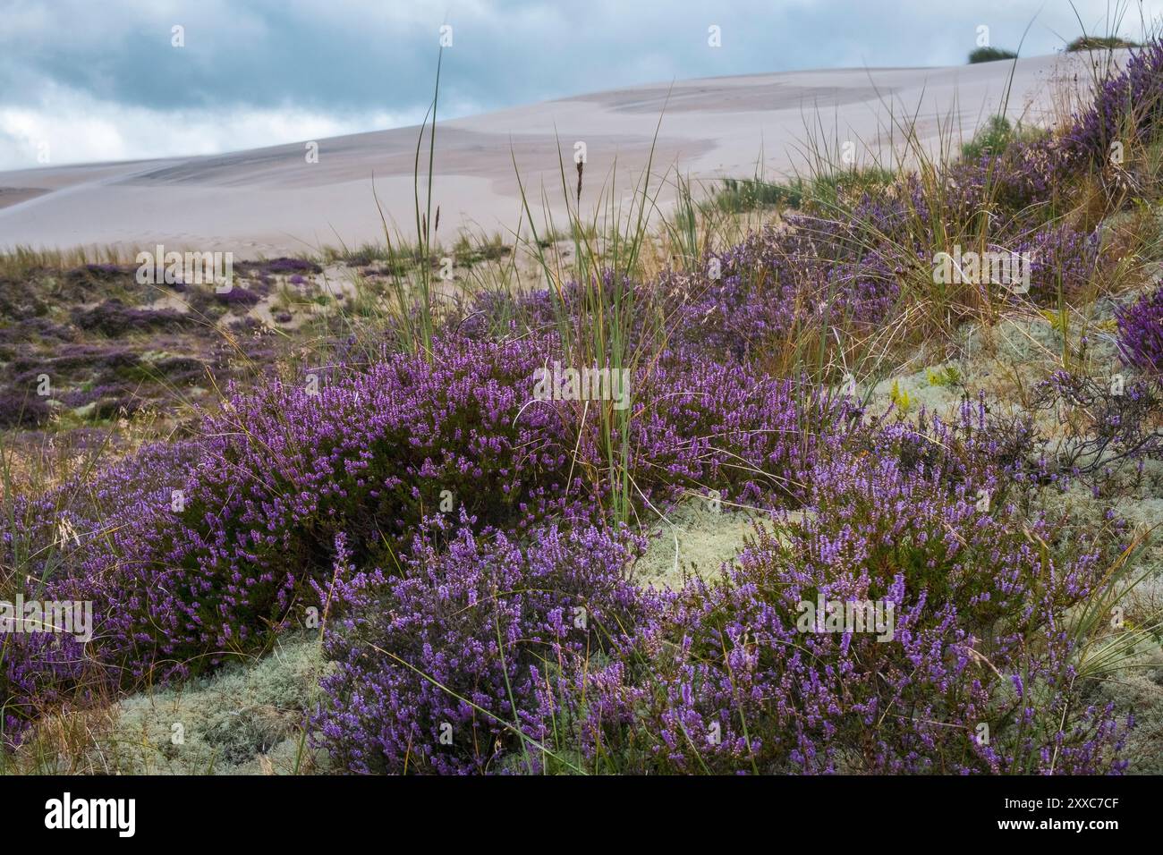 Purple flowering heather in the dunes at Råbjerg Mile south of Skagen ...