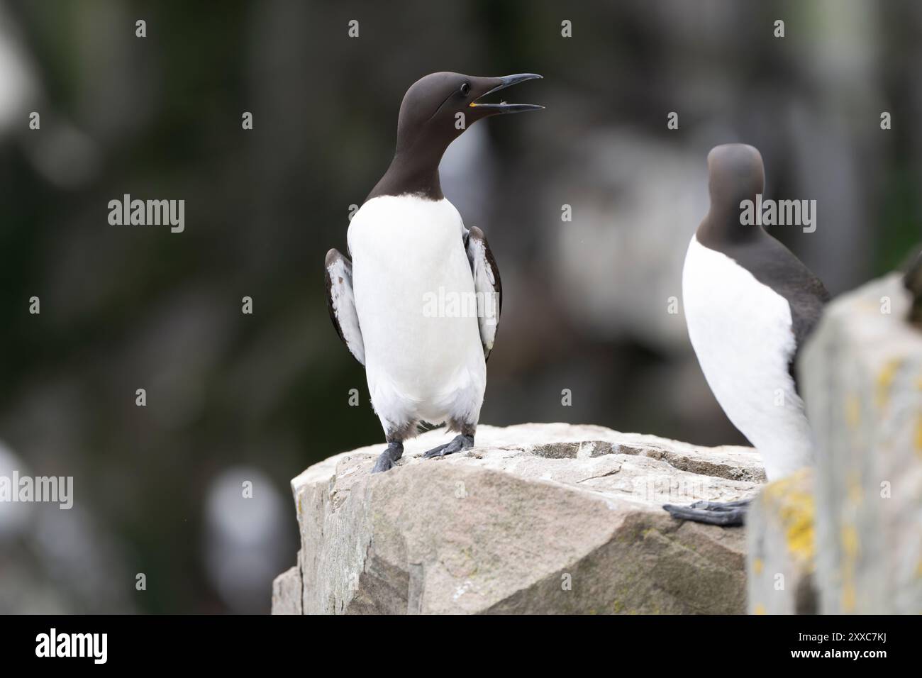 Common murre, Uria aalge, nesting, standing, preening, and socializing ...
