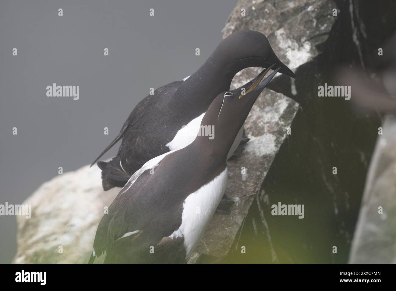 Common murre, Uria aalge, nesting, standing, preening, and socializing ...