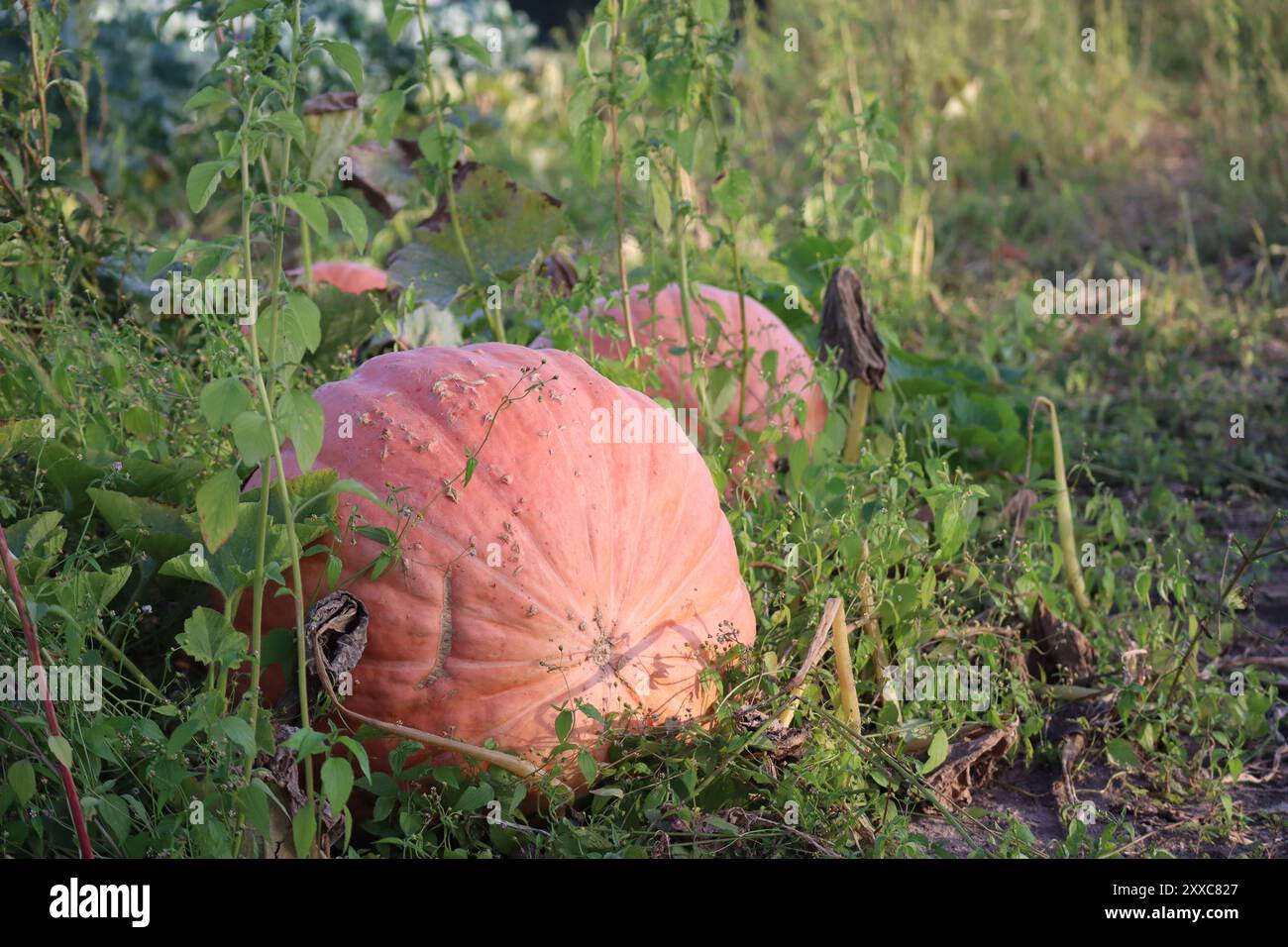 Giant pumpkin with a huge Scar Stock Photo - Alamy