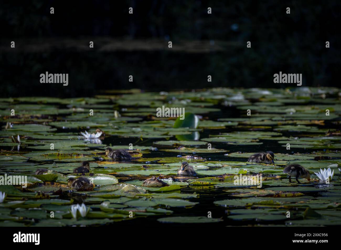 A serene pond scene featuring ducklings swimming among lily pads and ...