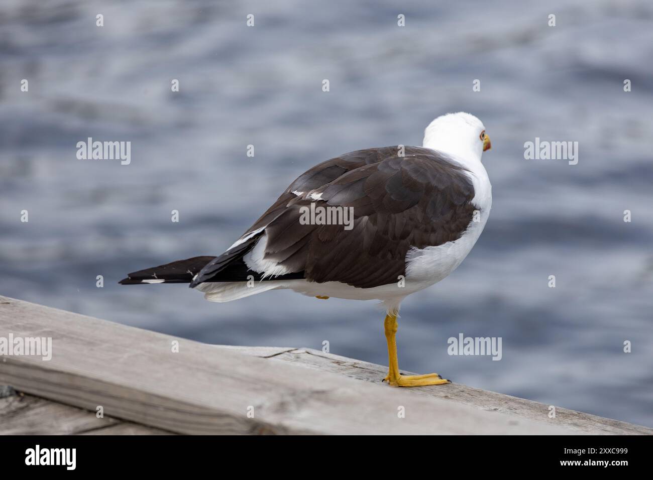 A seagull standing on a wooden dock, facing away from the camera. The ...