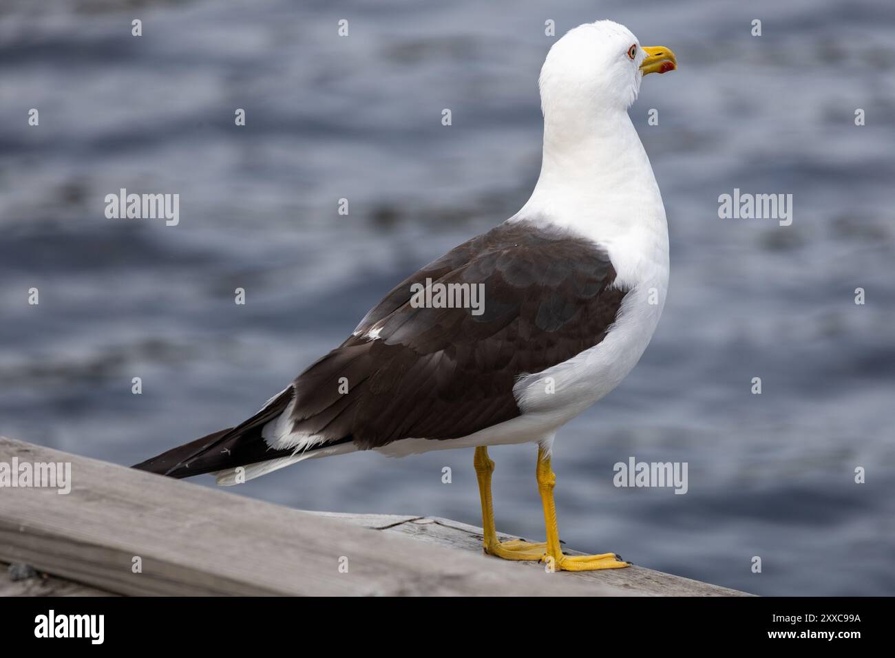 A close-up of a seagull standing on a wooden railing by the water. The ...