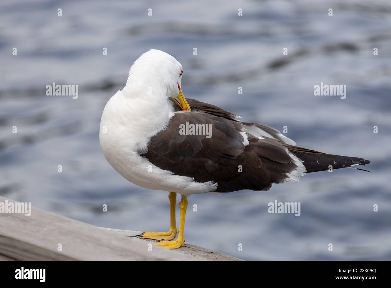 A seagull perched on a wooden railing, preening its feathers. The bird ...