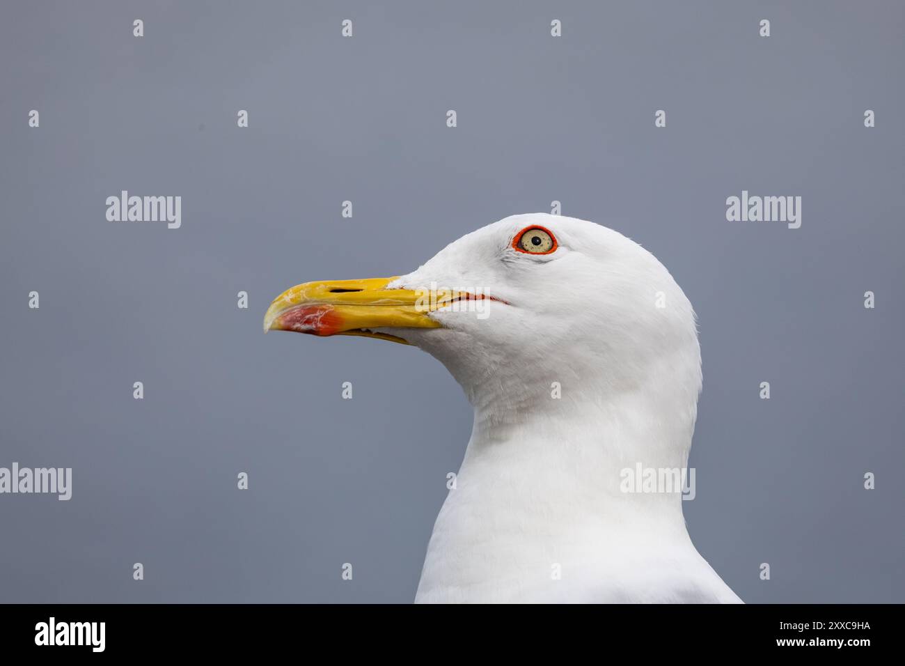 A close-up profile of a seagull with a white body and yellow beak, set ...