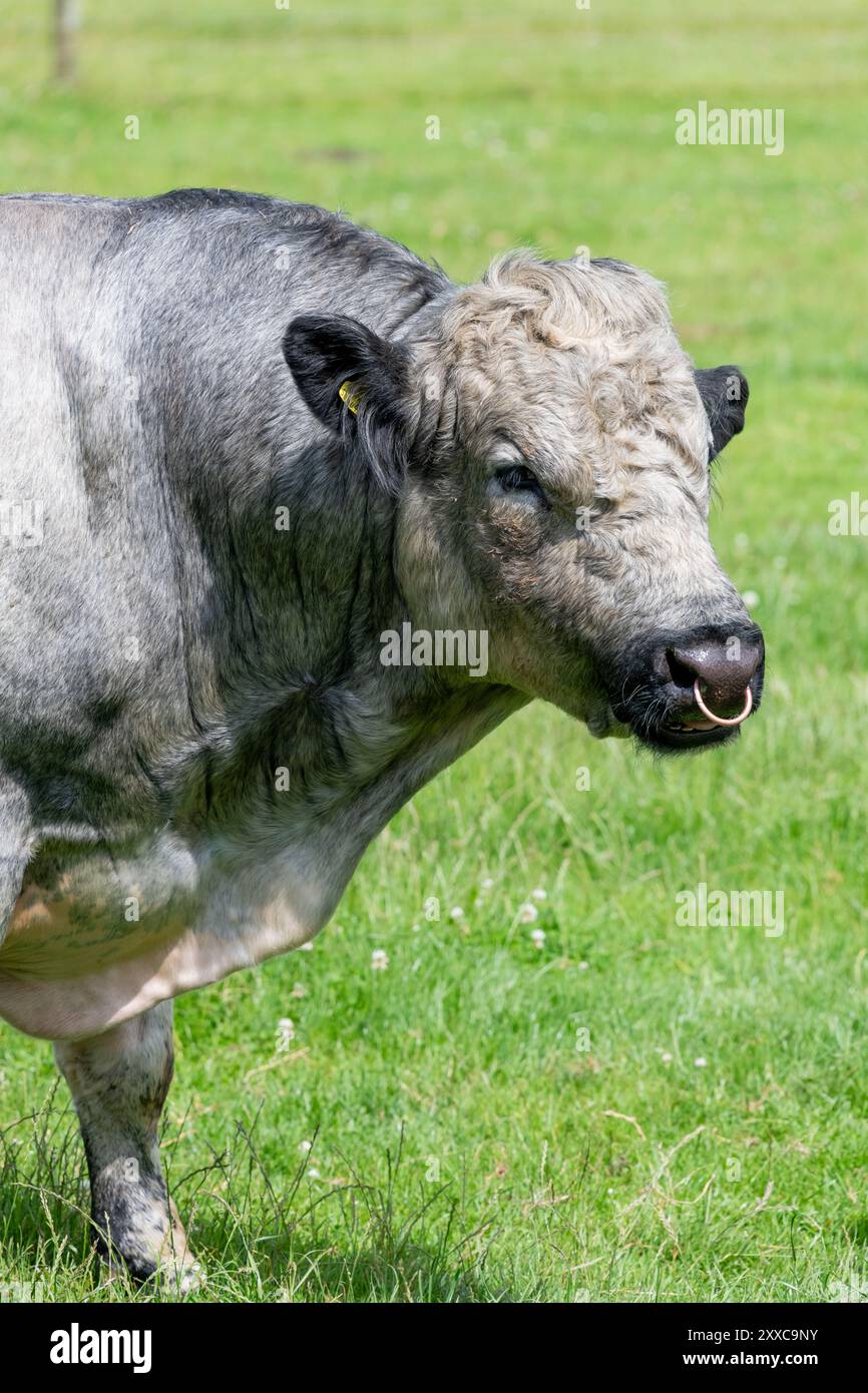 Portrait of an Albion bull Stock Photo - Alamy