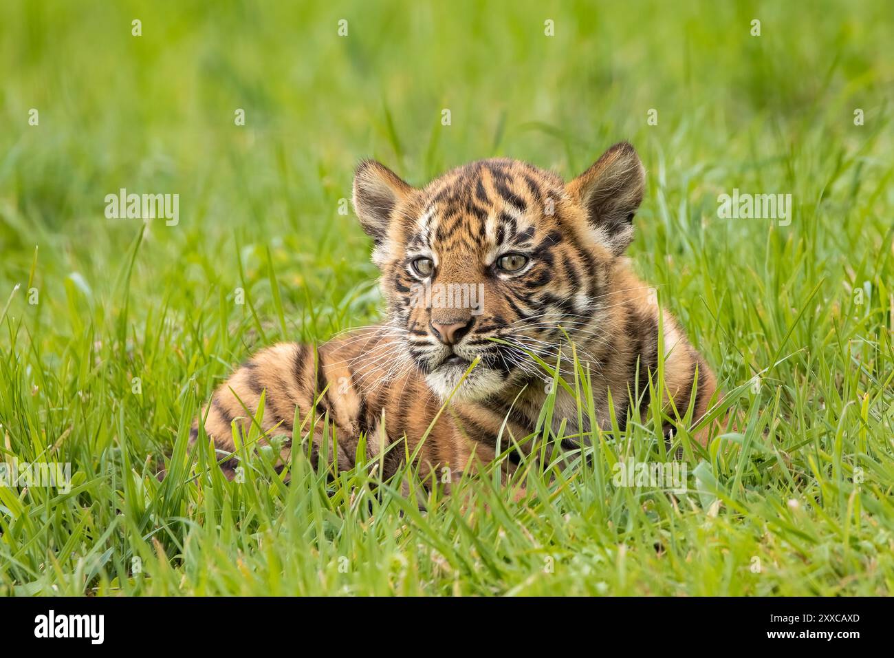 Sumatran tiger cub Zaza Stock Photo - Alamy