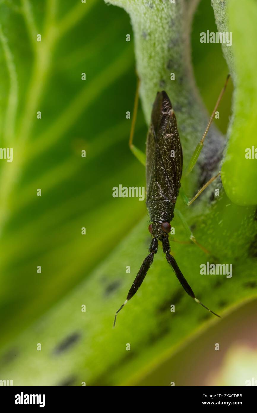 Bug on hydrangea hi-res stock photography and images - Alamy