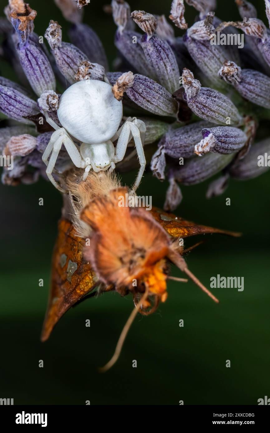 Spider eating moth hi-res stock photography and images - Alamy
