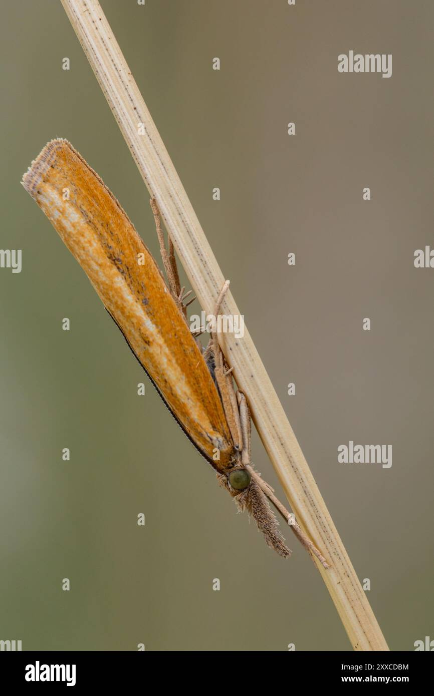 Grass Veneer Moth (Crambidae Stock Photo - Alamy