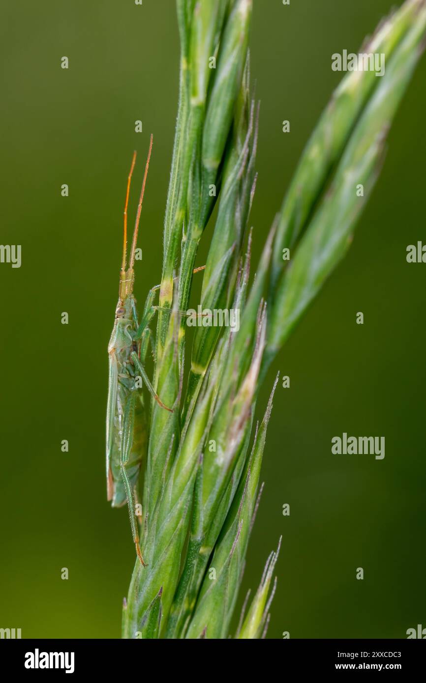 Grass bug (Stenodema calcarata) on grass seed heads Stock Photo - Alamy