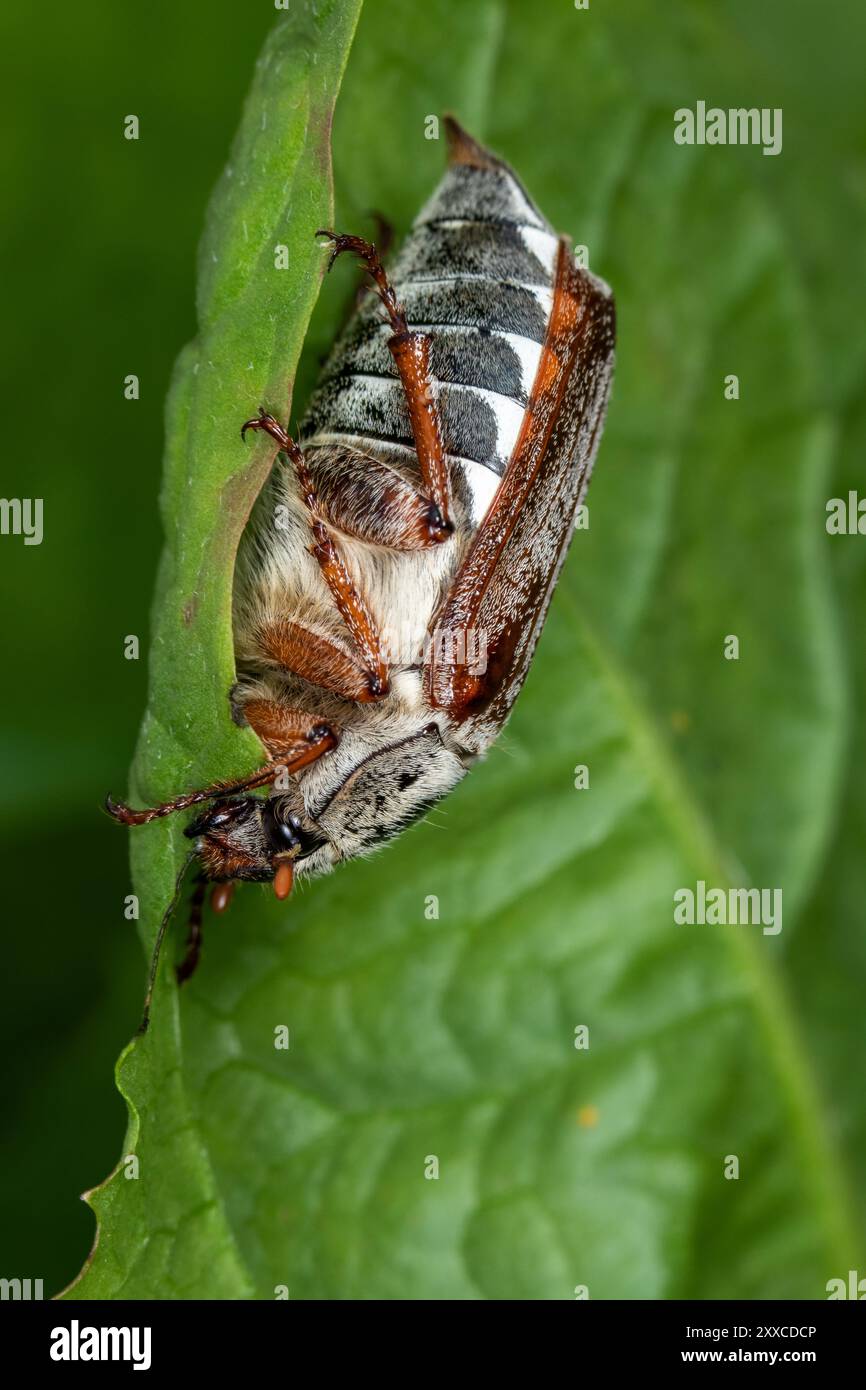 Cockchafer beetle (Melolontha melolontha) on a dandelion leaf Stock ...