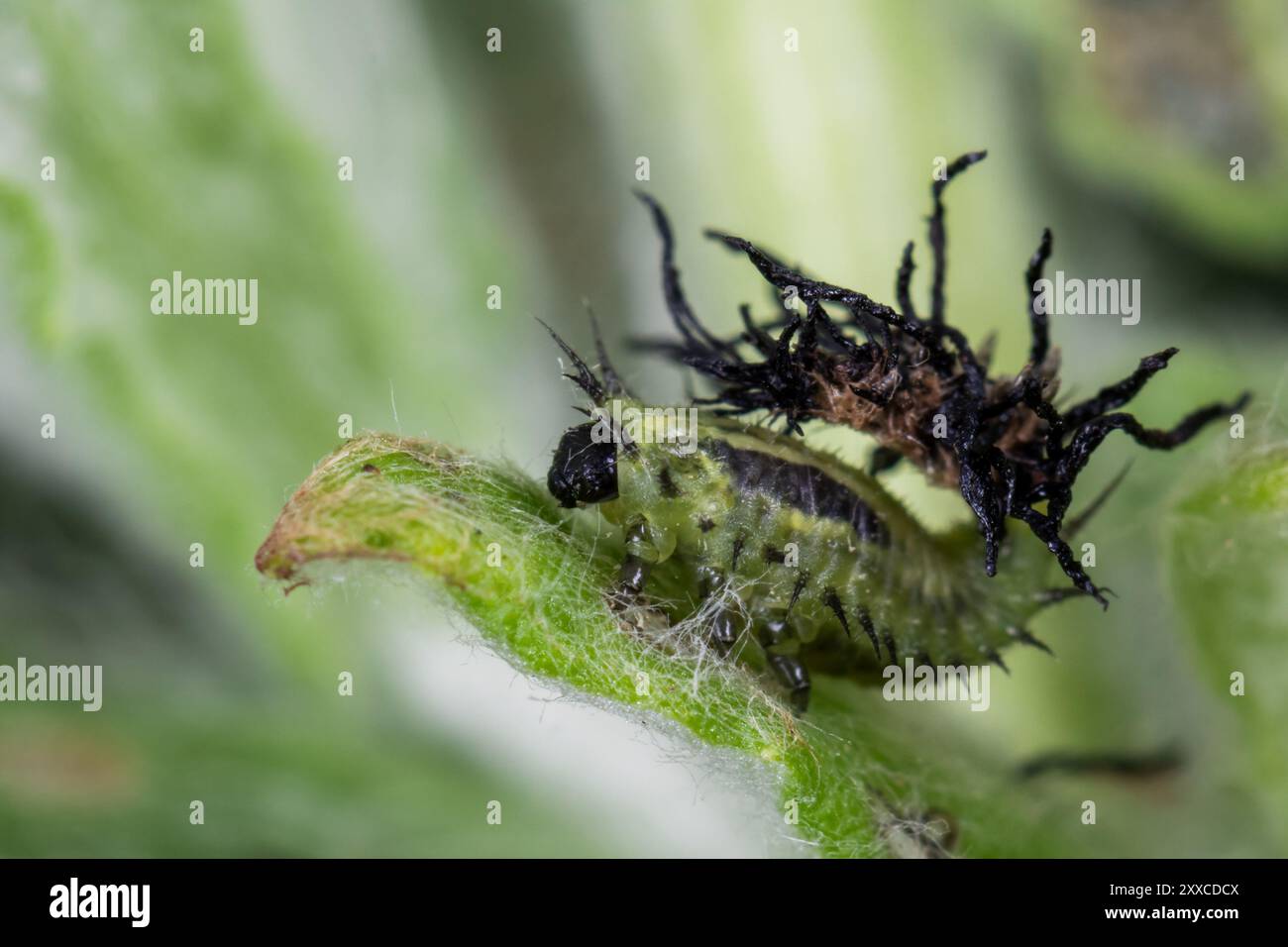 Shield beetle young hi-res stock photography and images - Alamy