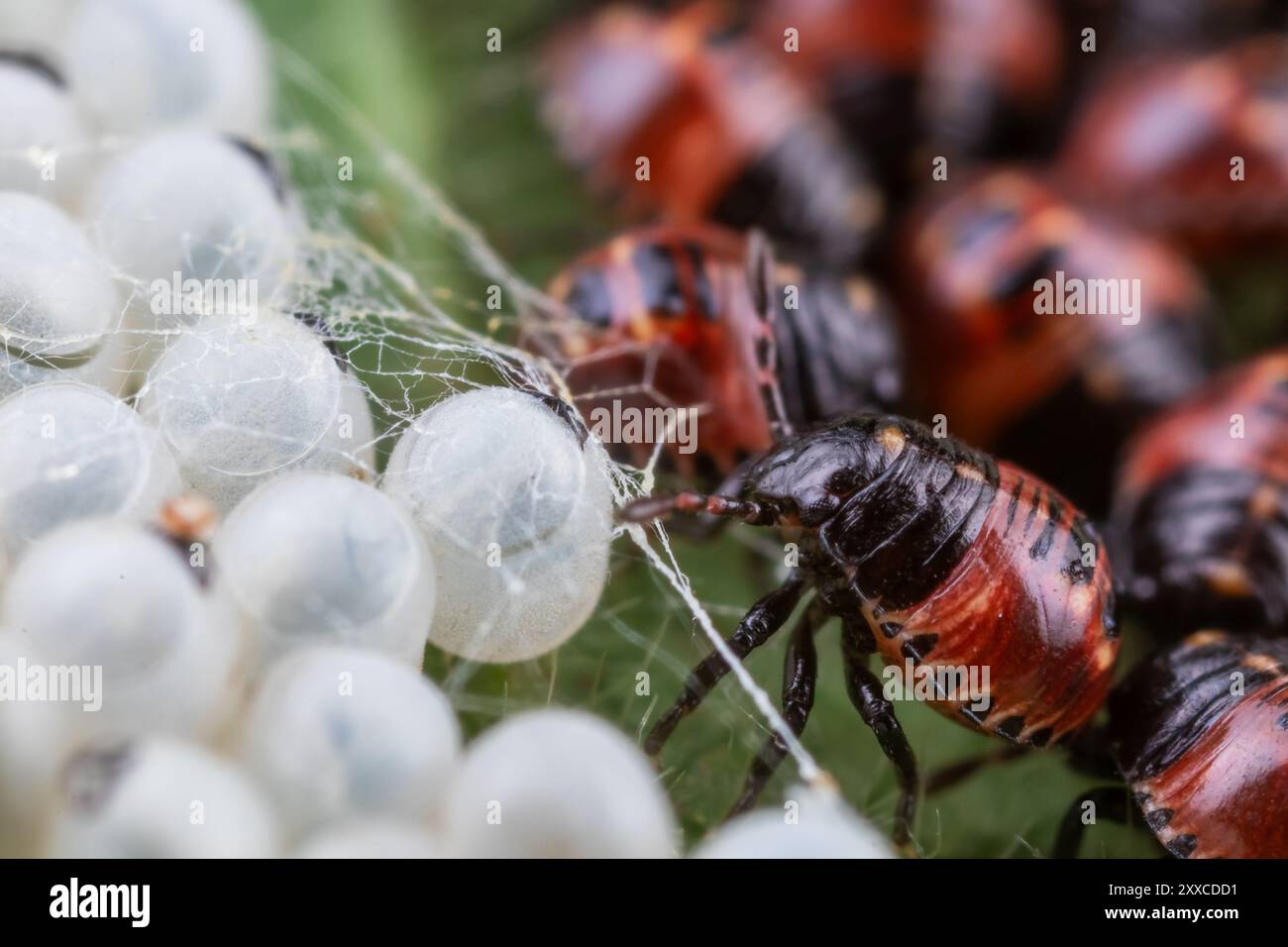 Common Green Shieldbug (Palomena prasina) nymphs and eggs, first instar ...
