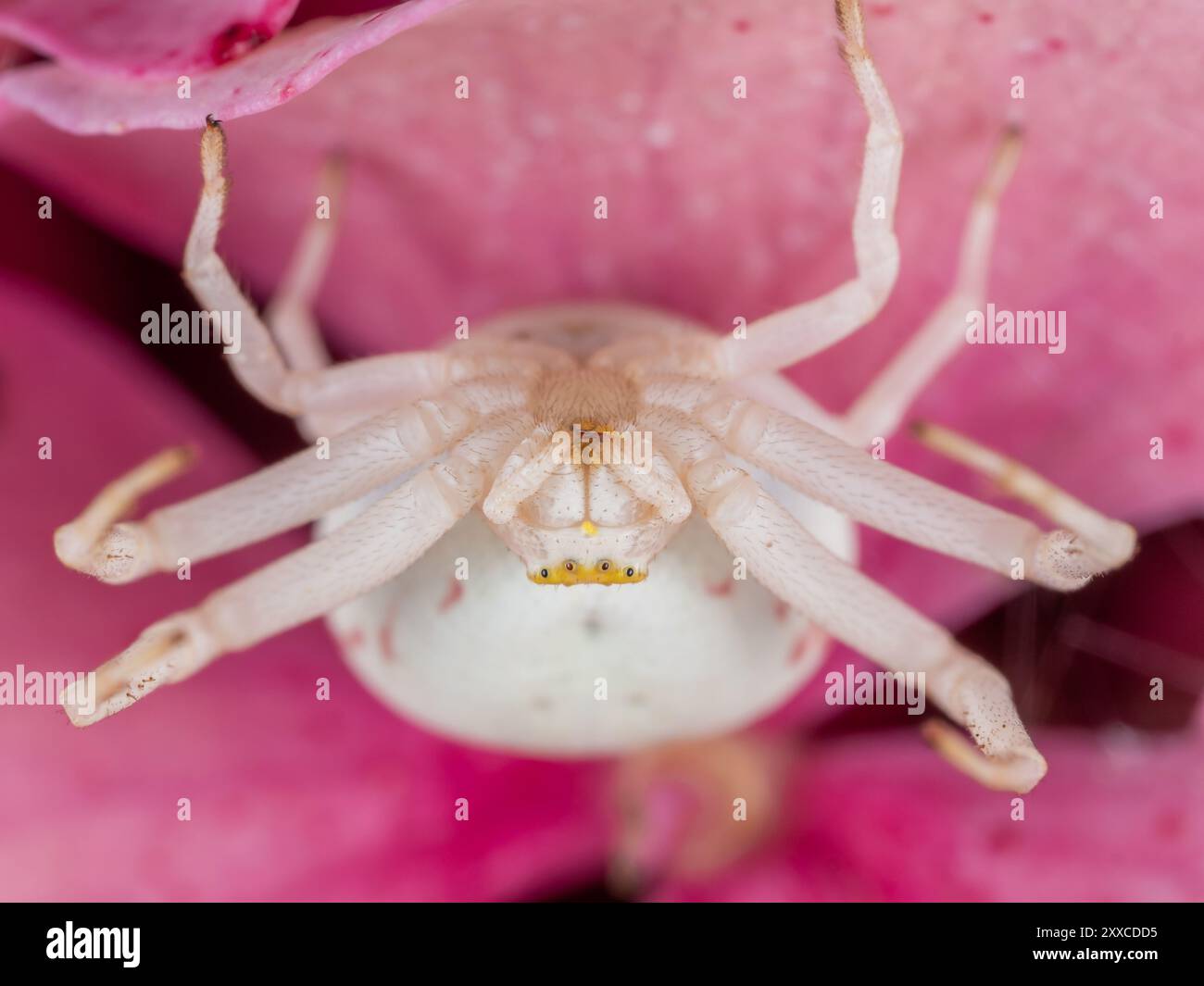 White flower crab spider on a hydrangea flower Stock Photo - Alamy