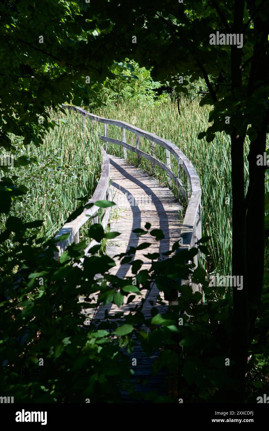 Path way through the summer forest, relaxing with ecological ...