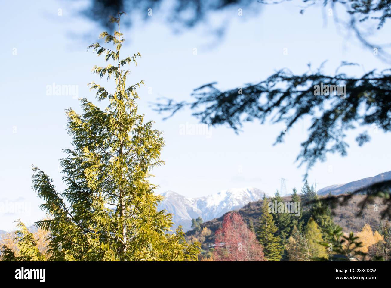 Beautiful and Scenic Mountain Landscape featuring Vibrant Autumn Trees ...