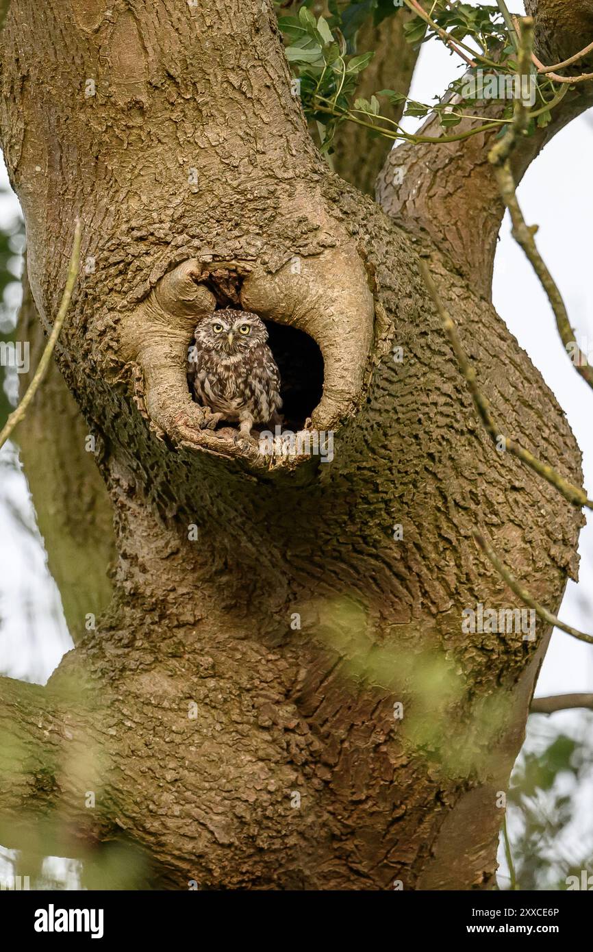 Owl hollow tree hi-res stock photography and images - Alamy