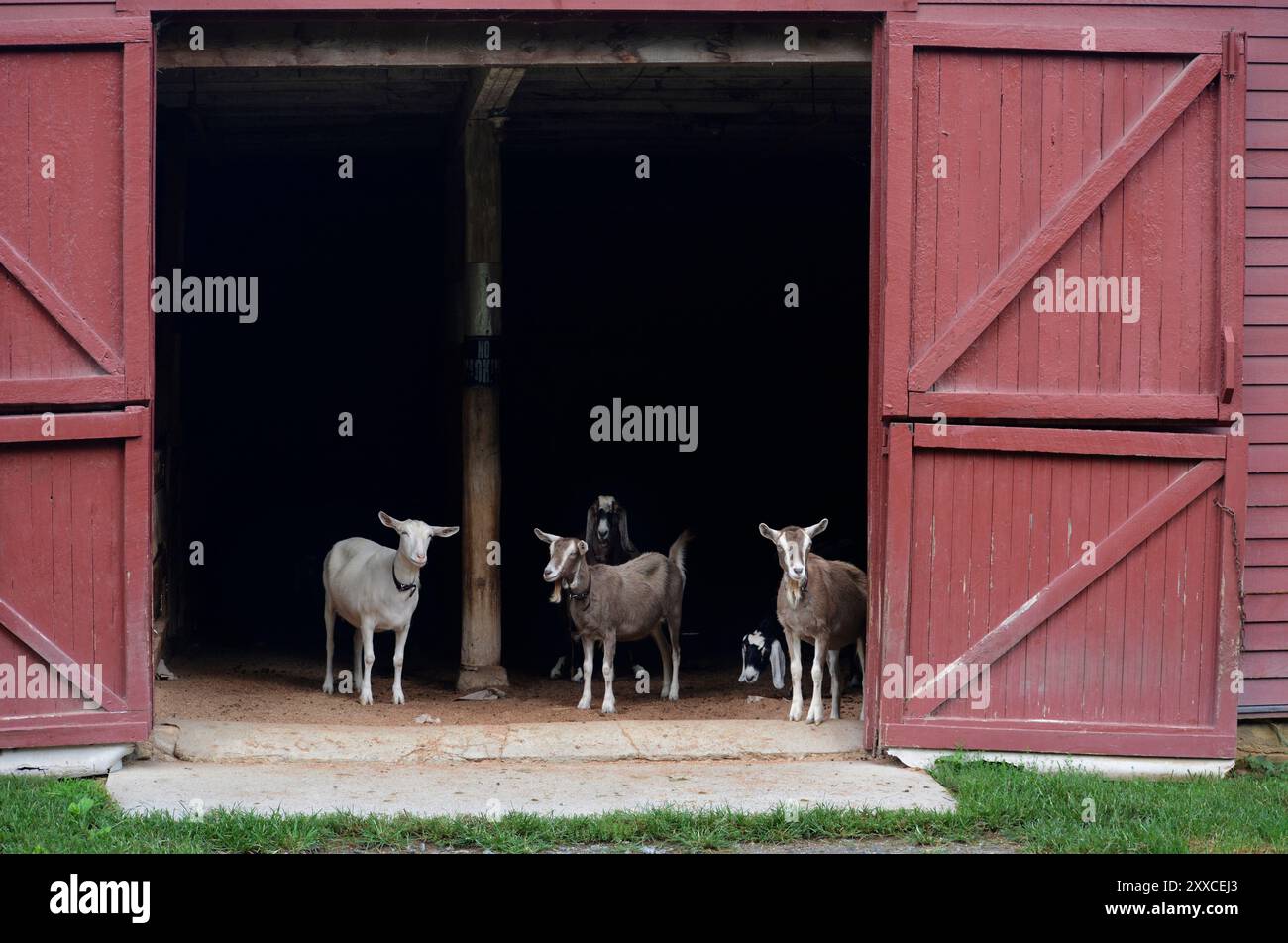 Goats stand in the doorway of the barn at the Carl Sandburg Home ...