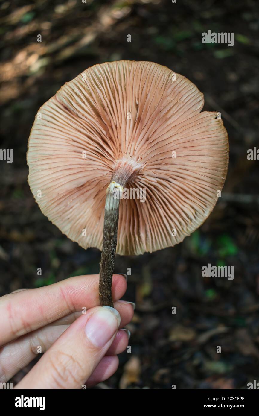 Underside of Armillaria puiggarii mushrooms (aka Honey mushroom) in Sao ...