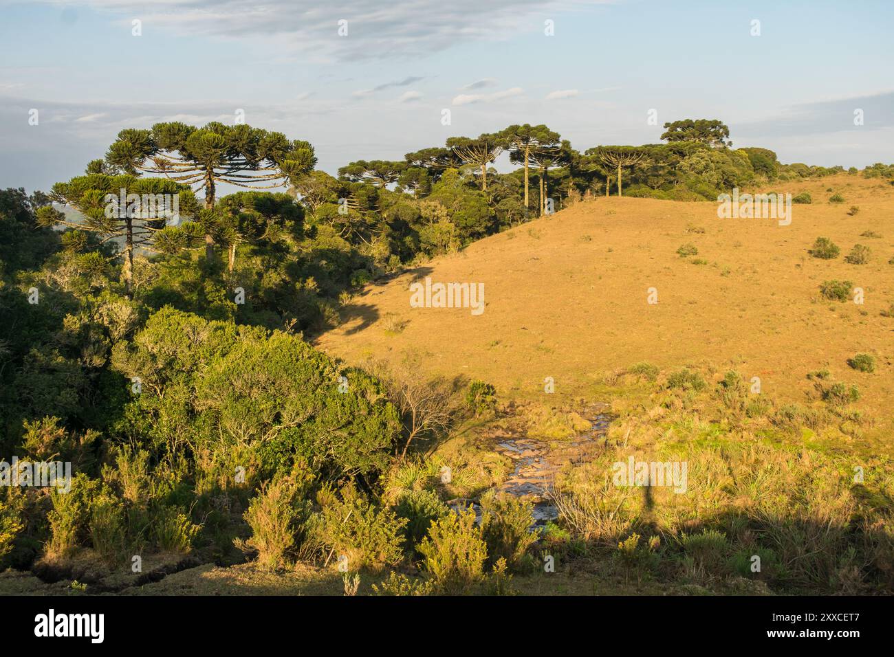 Campos de cima da Serra, Gaucho Highlands in Sao Francisco de Paula ...