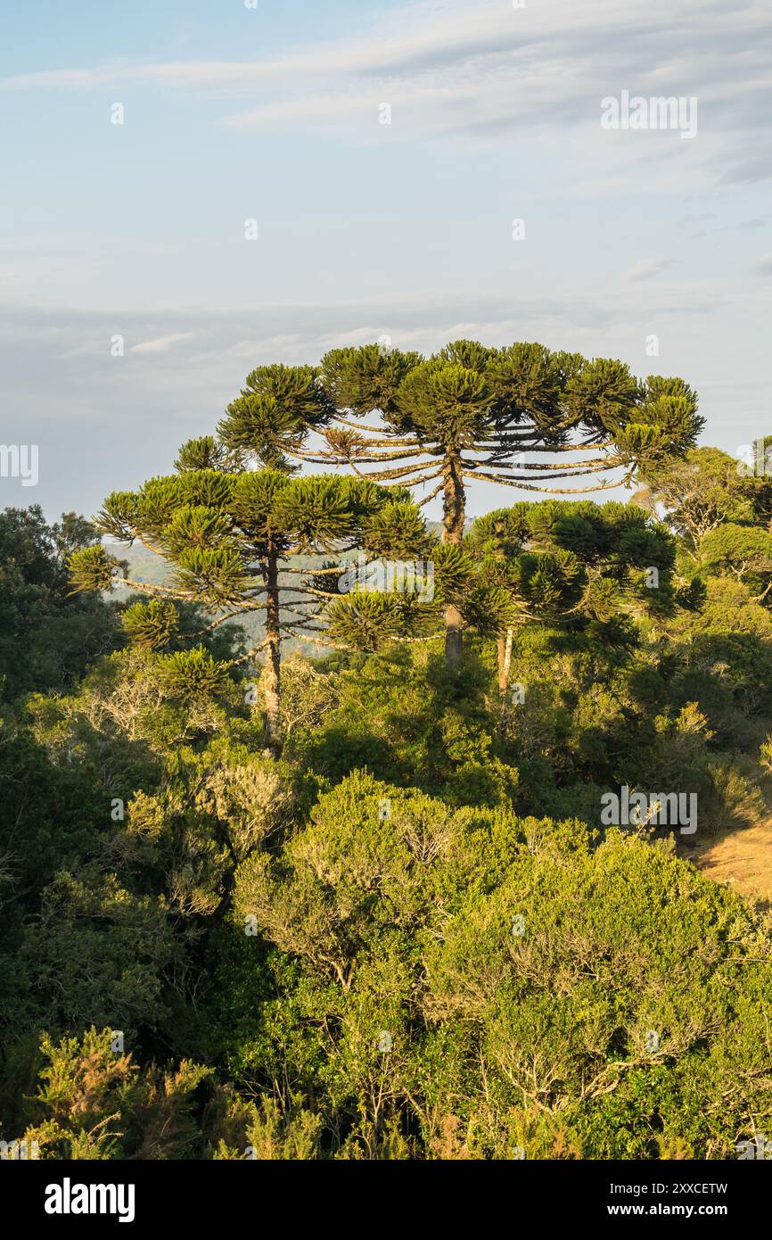 Campos de cima da Serra, Gaucho Highlands in Sao Francisco de Paula ...