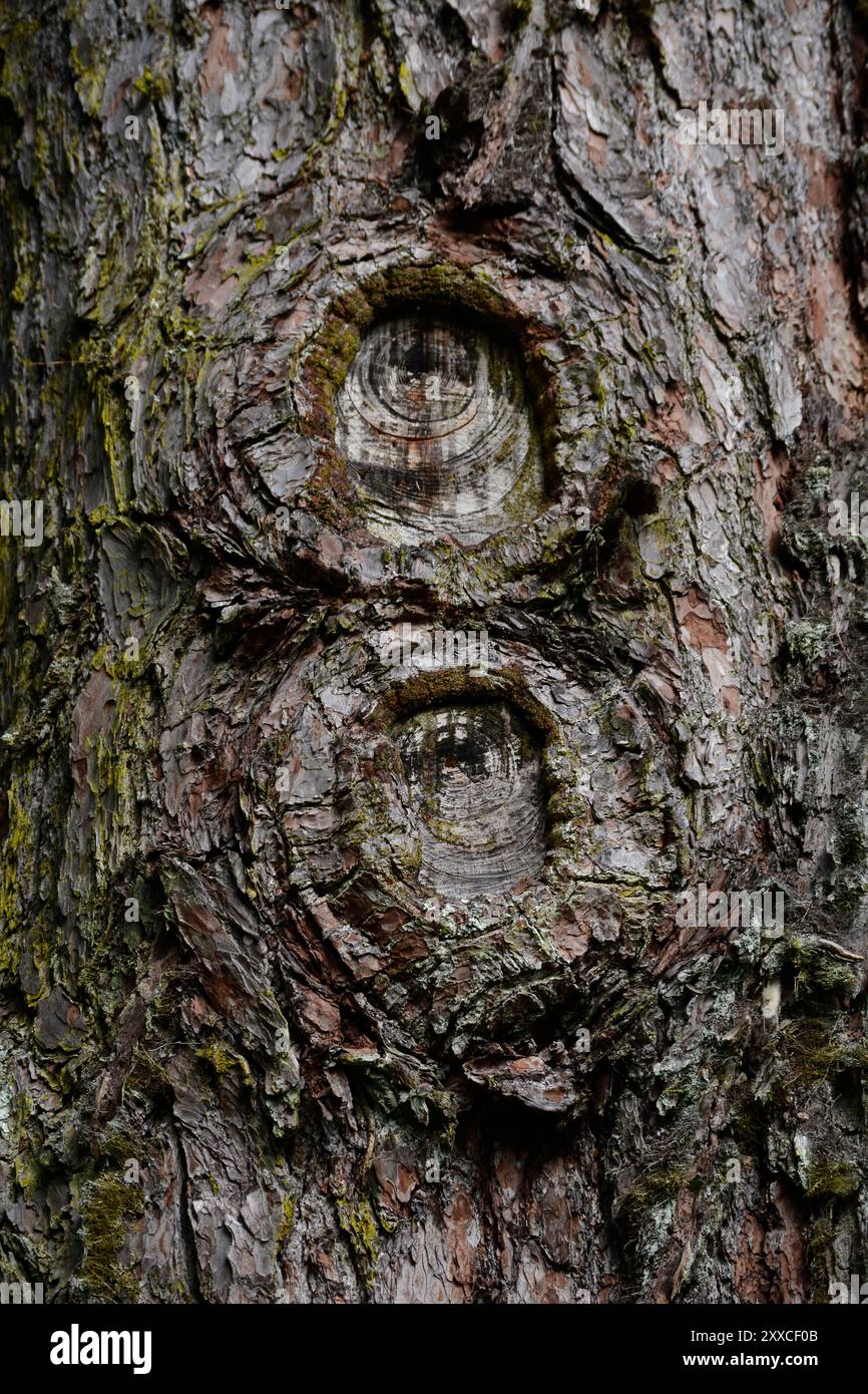 Pruning scars hi-res stock photography and images - Alamy
