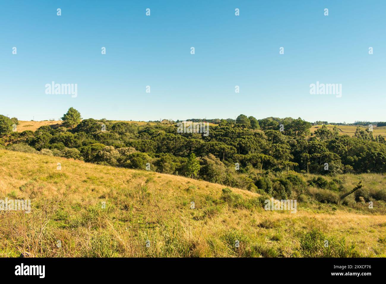 Campos de cima da Serra, Gaucho Highlands, Countryside of Sao Francisco ...