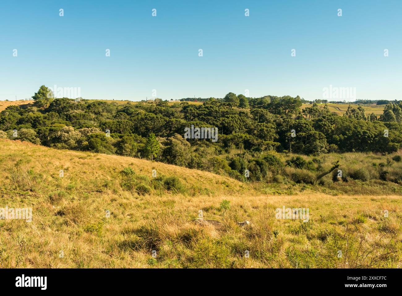Campos de cima da Serra, Gaucho Highlands, Countryside of Sao Francisco ...
