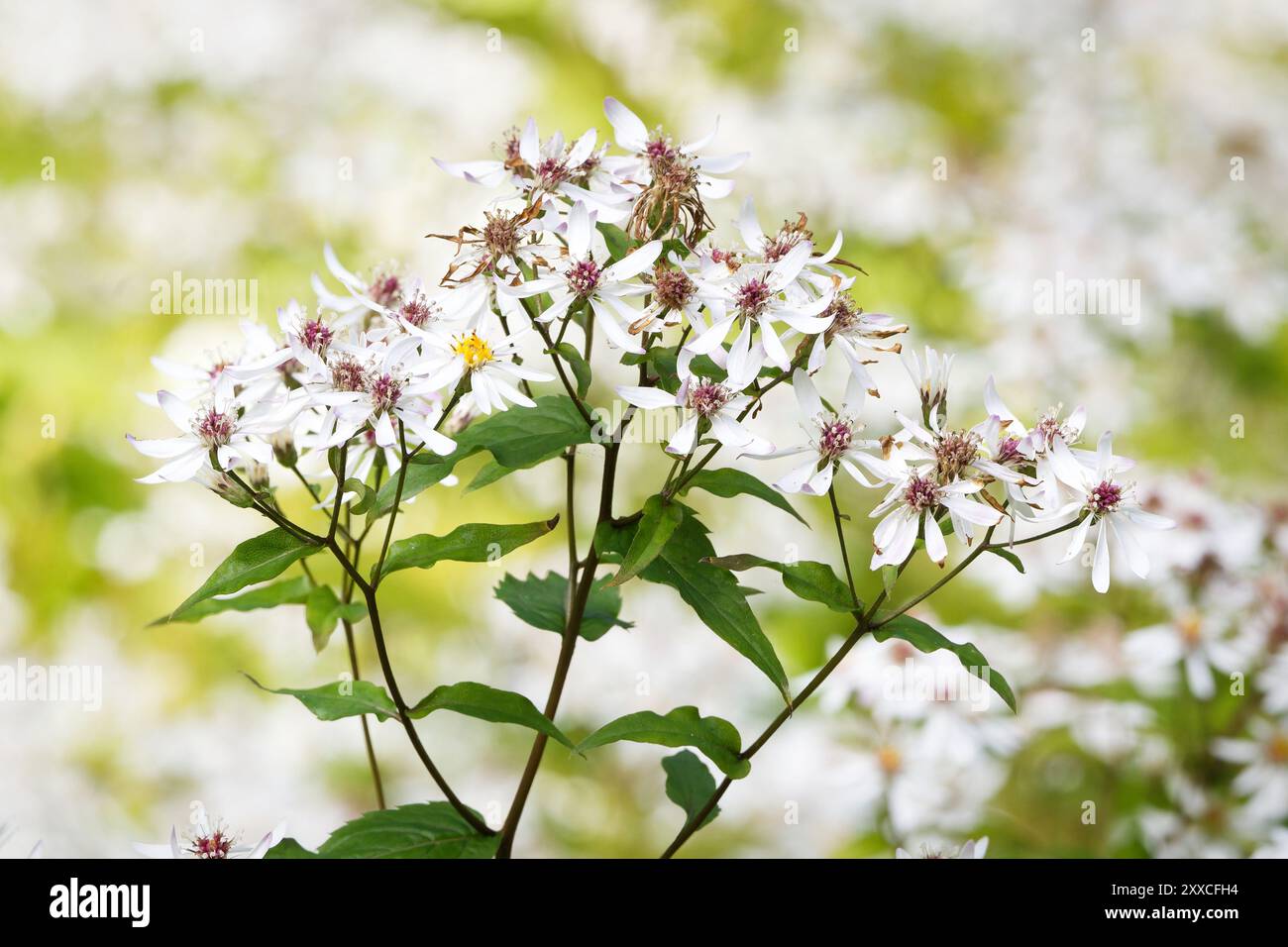 Aster divaricatus 'Tradescant' flowers of an White Wood Aster in front ...