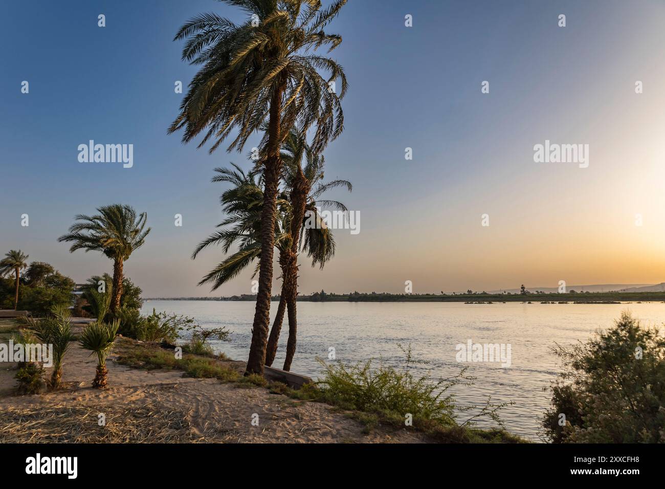 East bank of the Nile, Palm Trees, evening, sunset, downtown, Luxor ...