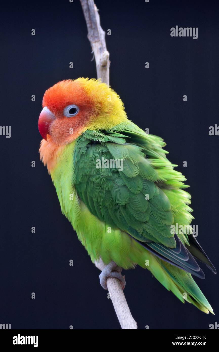 A Fischer's lovebird perching in a tree. This colorful parrot feeds on ...