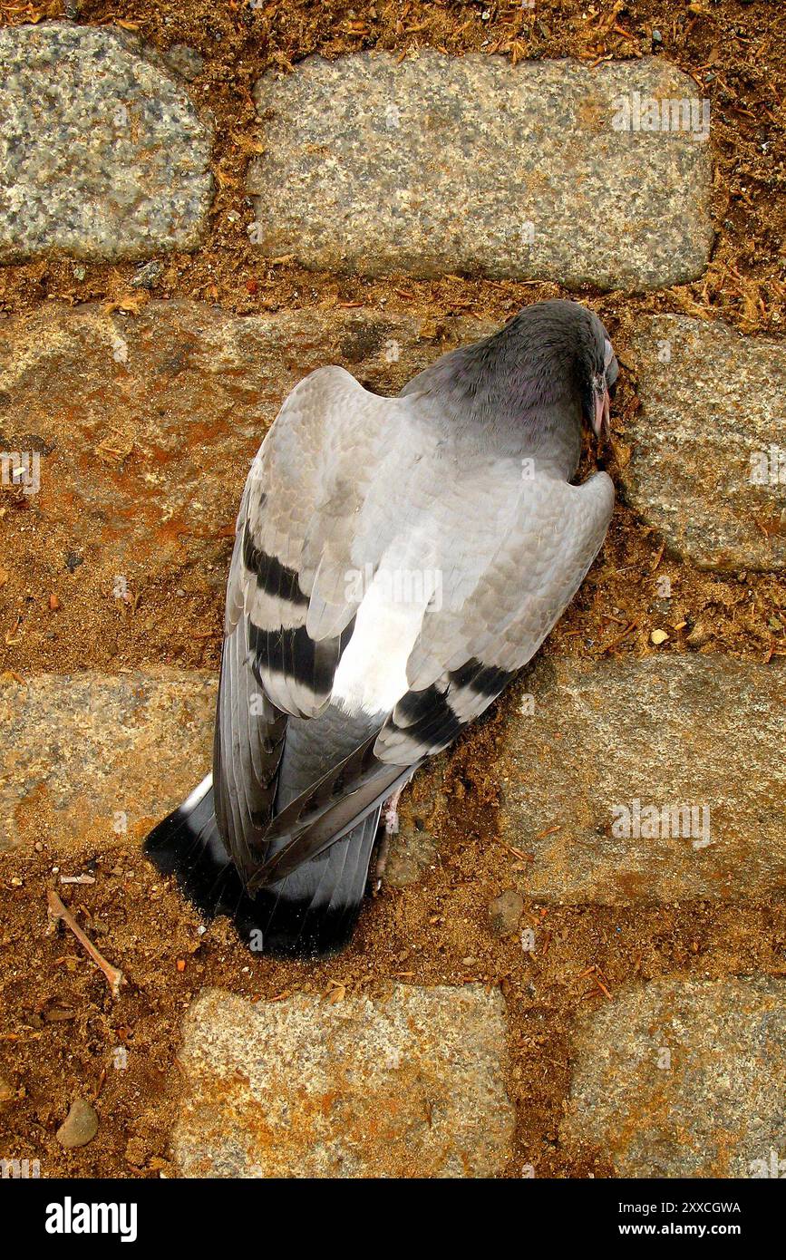 Looking down on a dead pigeon Stock Photo - Alamy