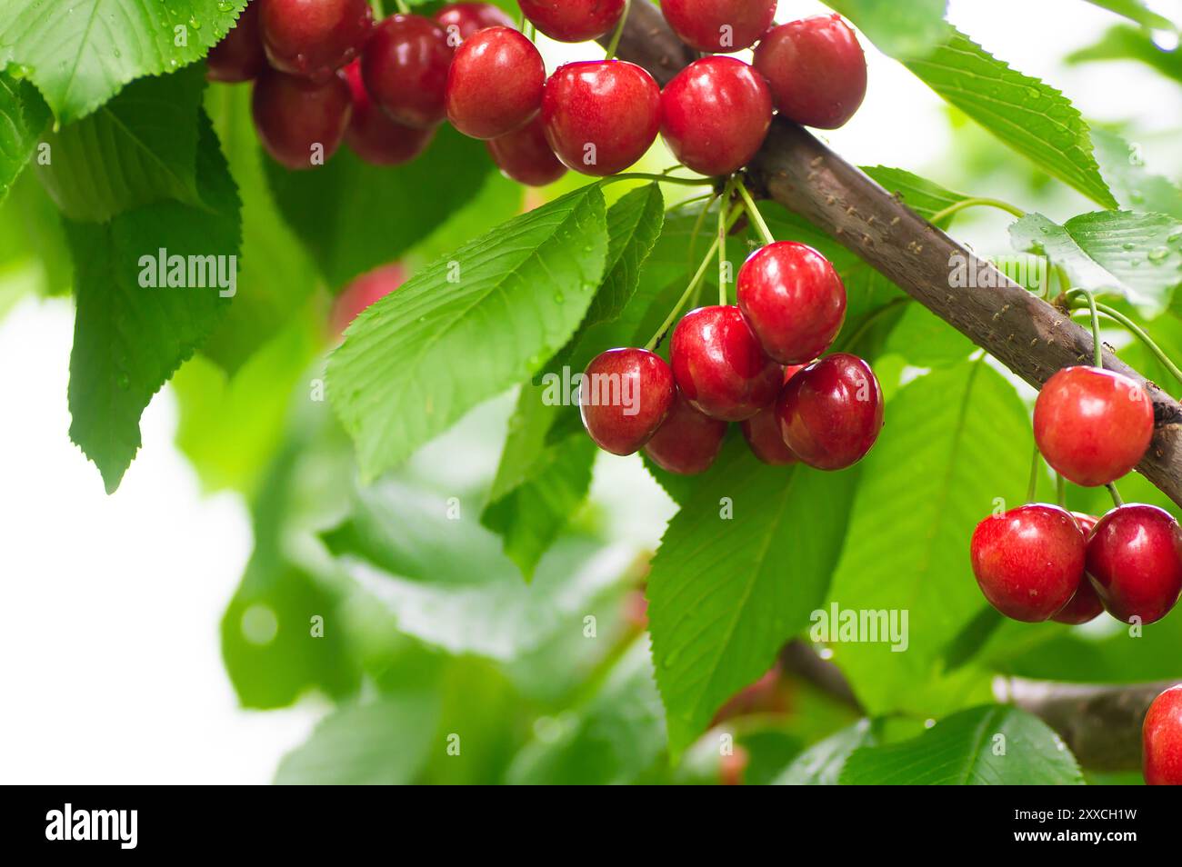 Fresh ripe red cherry branch, tree of summer fruit (Prunus avium Stock ...