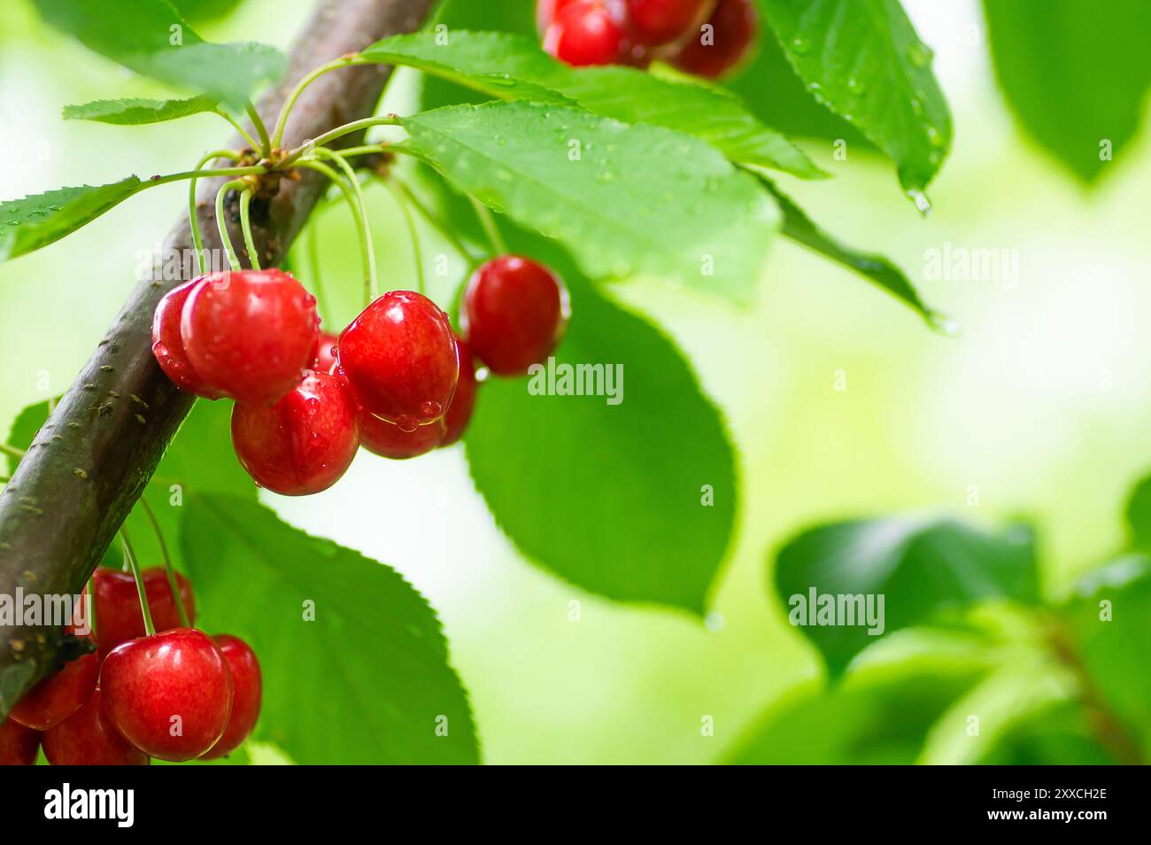 Red ripe cherry prunus hi-res stock photography and images - Alamy