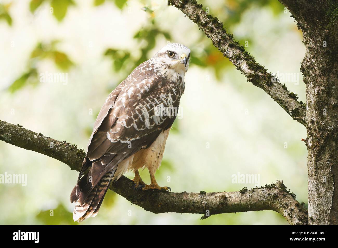 young buzzard on a branch in front of a blurred bright background looks ...