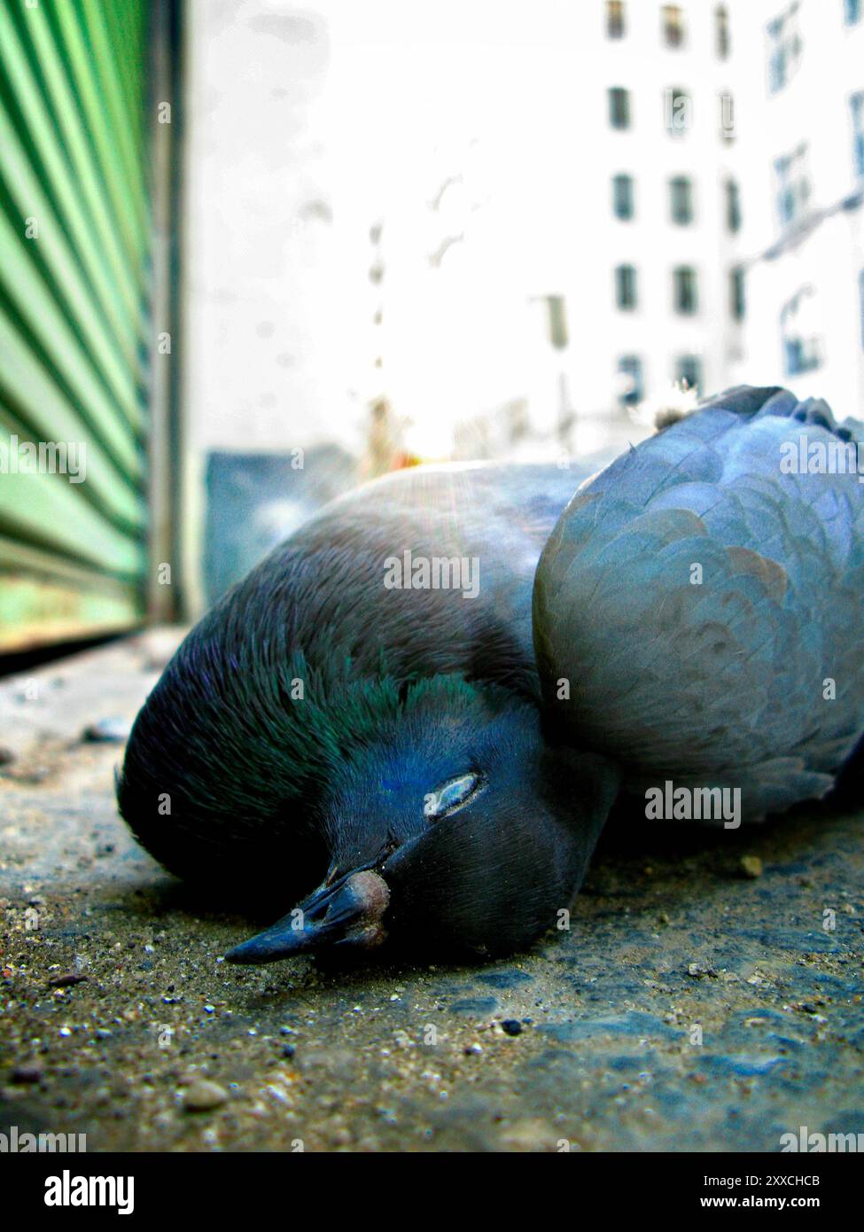 A dead pigeon on Water Street in the DUMBO neighborhood Stock Photo - Alamy