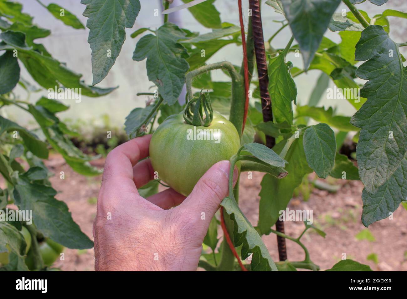 a hand touching a green tomato growing in a greenhouse Stock Photo - Alamy