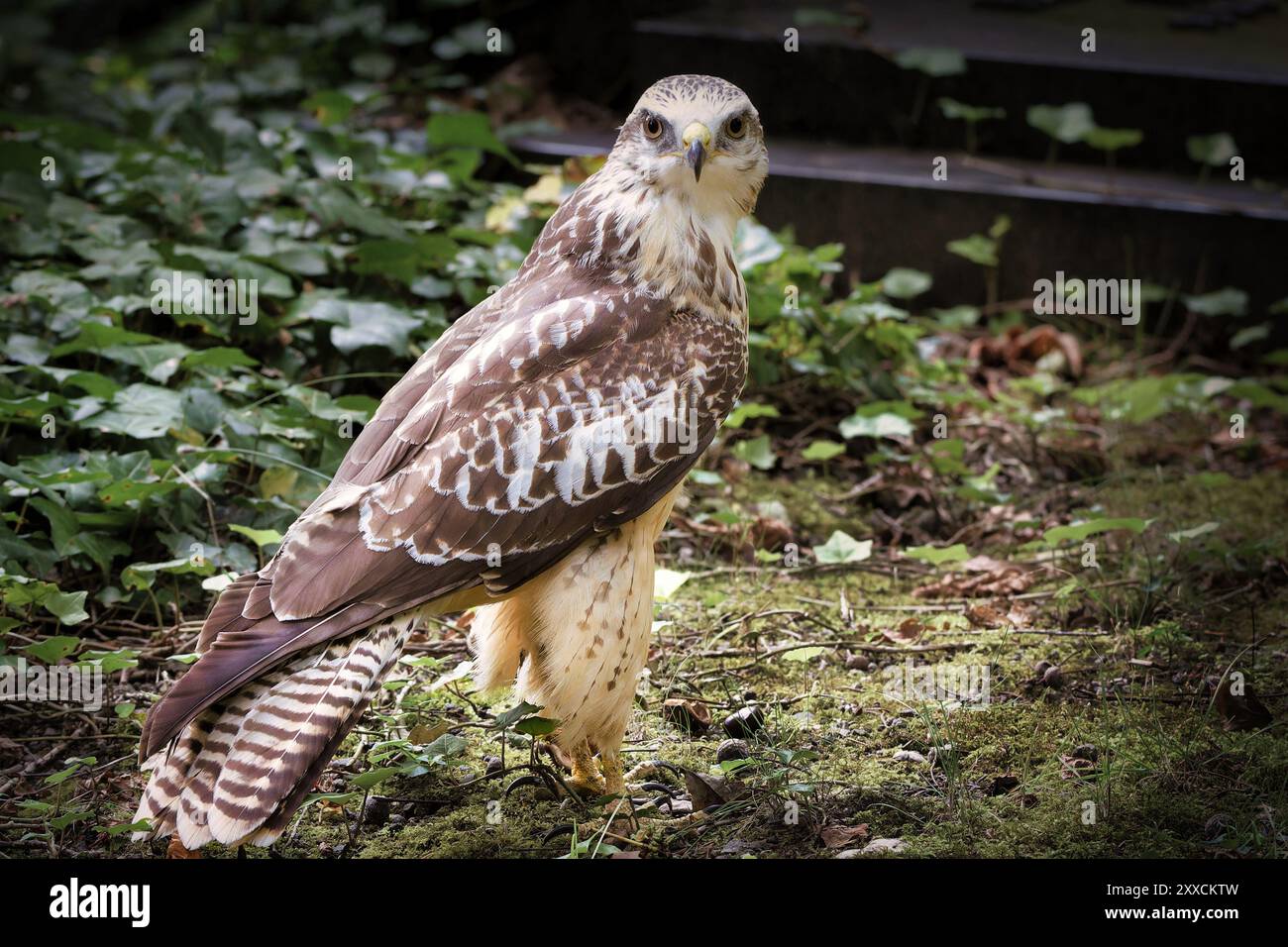 young buzzard at a grave in a cemetery looks into the camera Stock ...