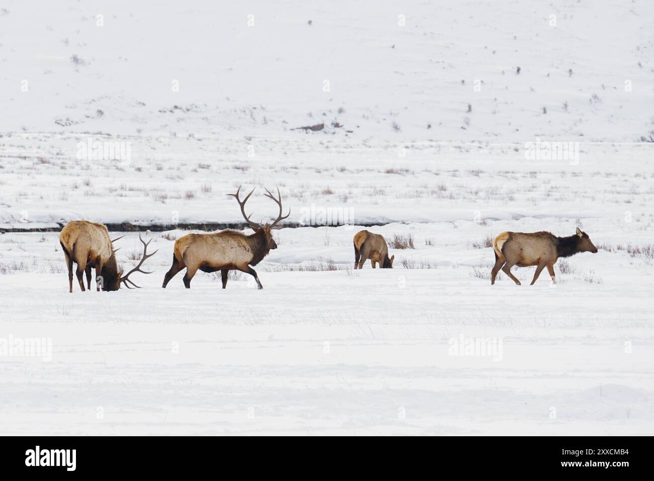 Elk herd frozen lake hi-res stock photography and images - Alamy