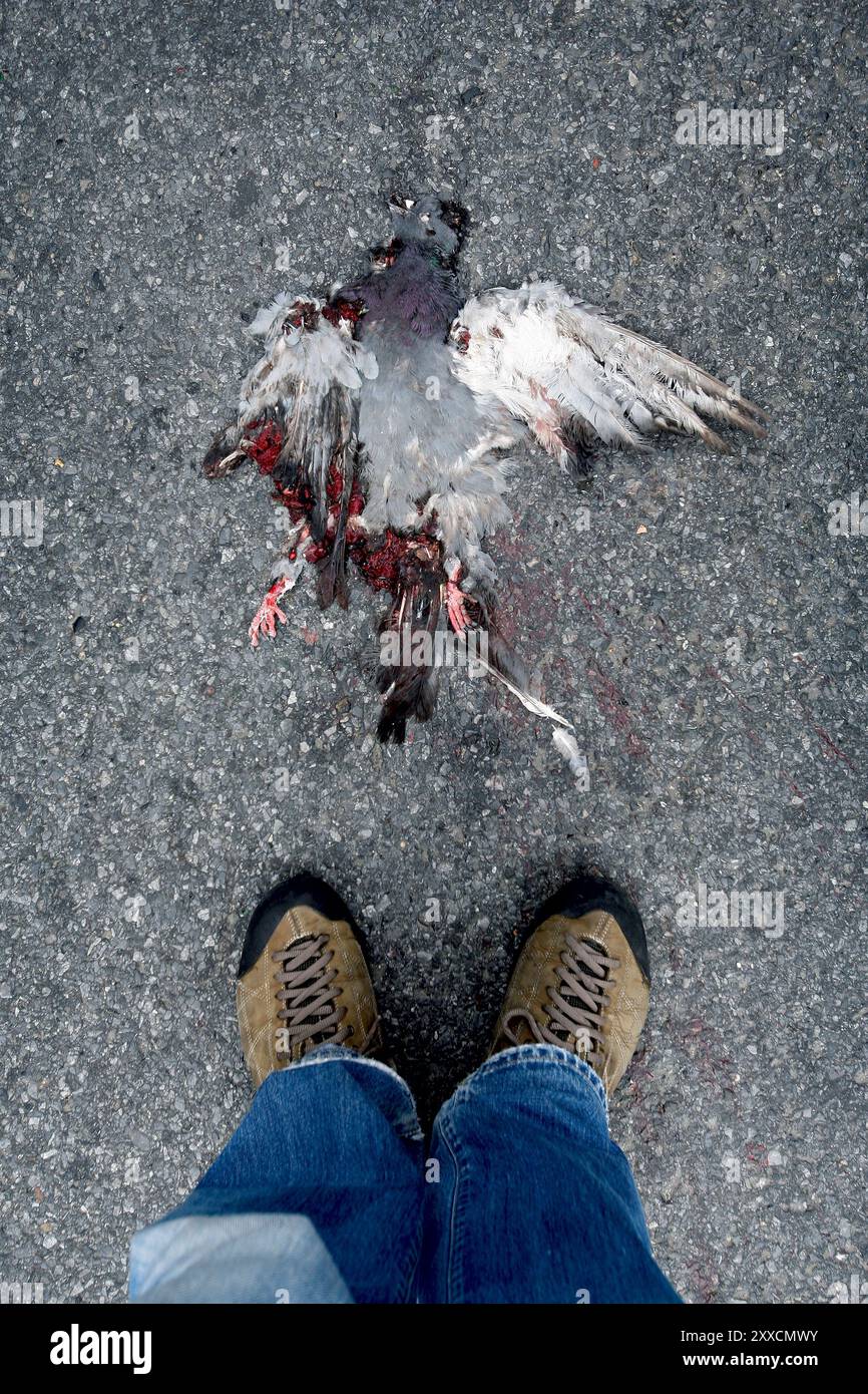Looking at dead pigeons at Jay and Water in DUMBO Stock Photo - Alamy