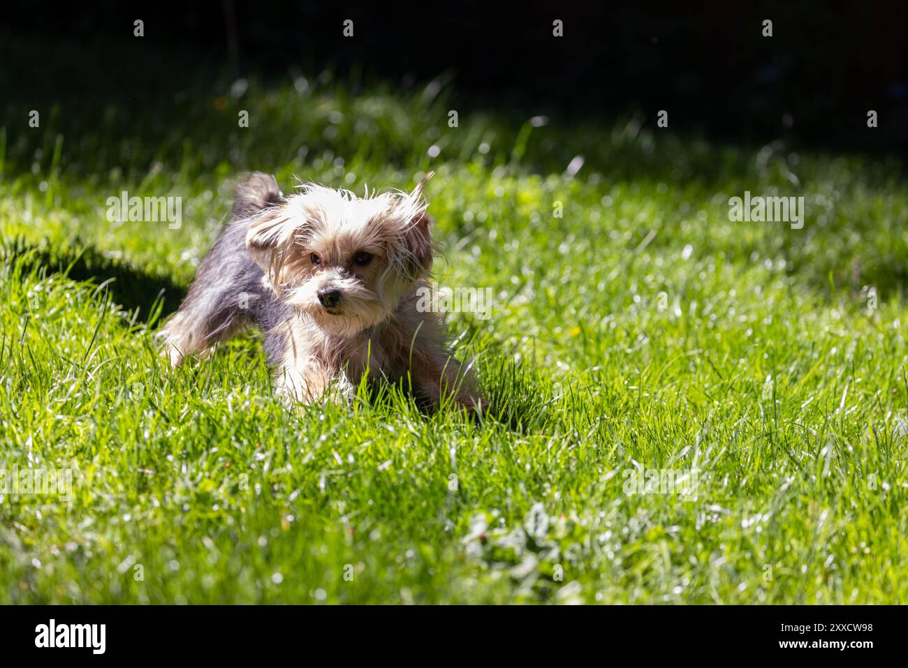 Cute small Yorkie puppy playing outside in grass Stock Photo - Alamy